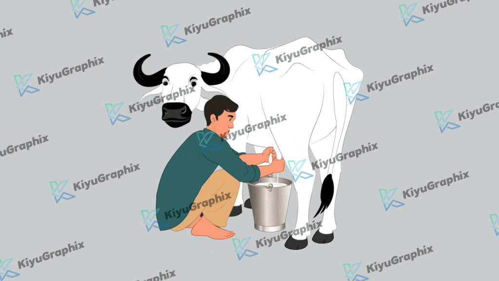 Cow and Milkman Cartoon Character (Adobe Animate Vector) - KiyuGraphix